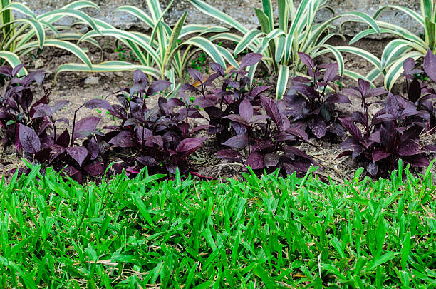 Ace Landscapes Reveals The Best Mulch and Turf Supplies In Sydney For ...